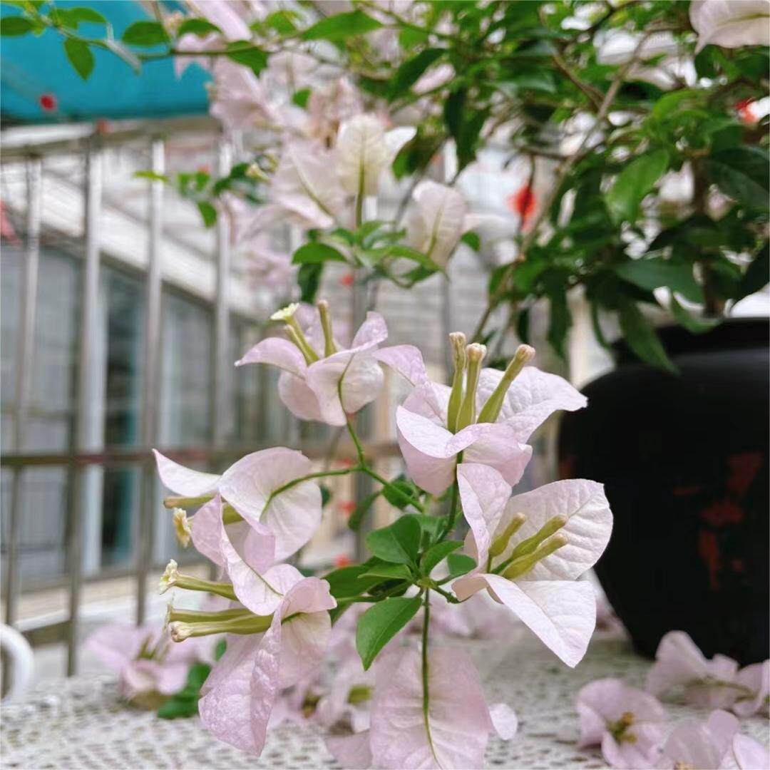 金心橙白红樱三角梅四季开花爬藤植物花卉盆栽包对版卡亚塔室外