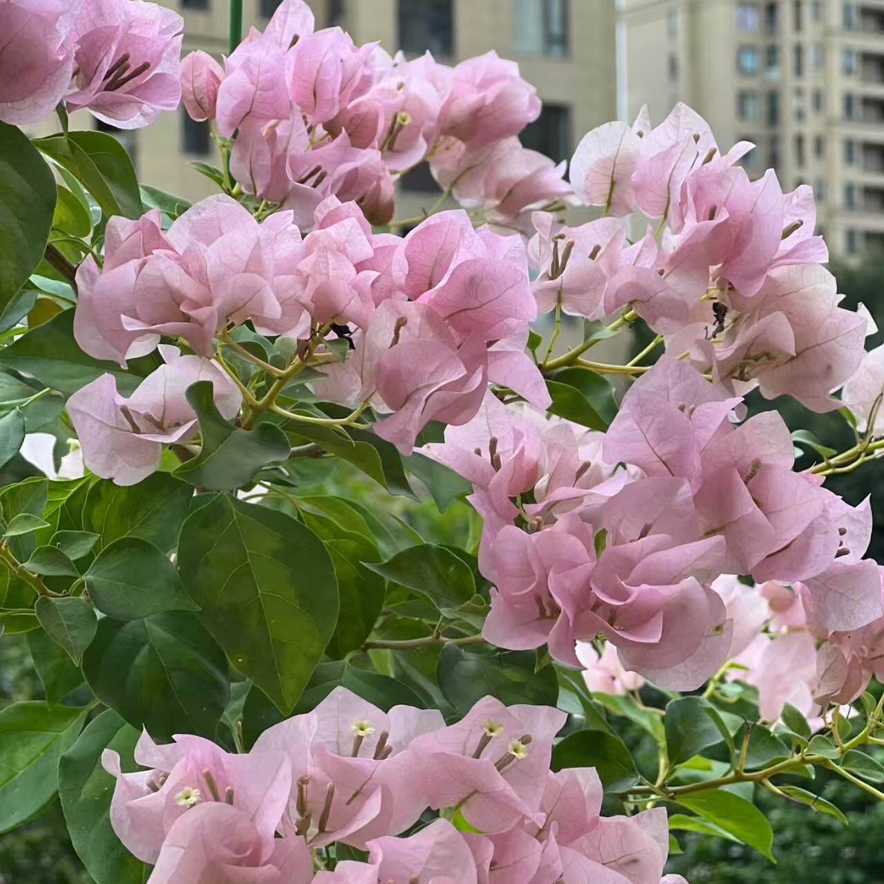 暗斑丽人 三角梅四季开花爬藤植物花卉 包对版