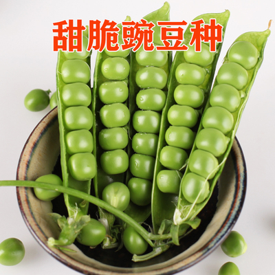 豌豆种子产量高商品性佳