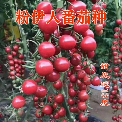 贝贝番茄种子口感好产量高