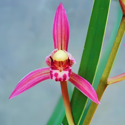 （红香妃）建兰精品浓香型好养兰花苗绿植盆栽