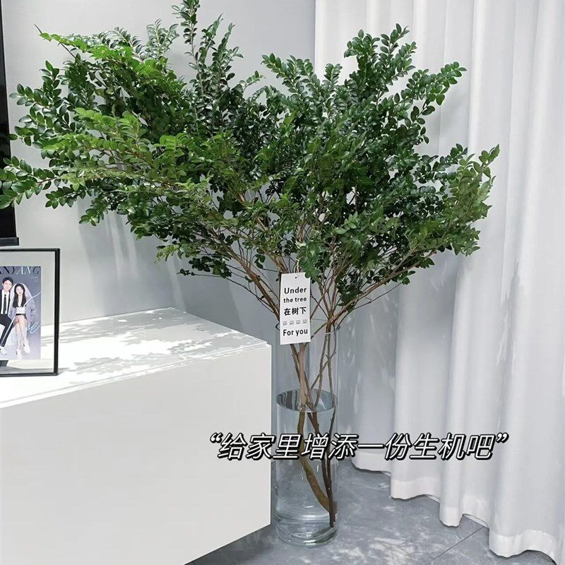 美男树水培绿植物鲜切枝马醉木平替70-80厘米客T厅卧室装饰易养活