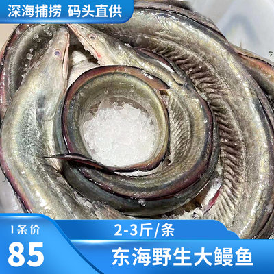 海鳗鱼新鲜冷冻整条发货