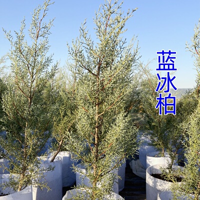 路兮小农民 蓝冰柏蓝色波尔瓦盆栽蓝湖柏常绿乔木耐寒耐热圣诞树