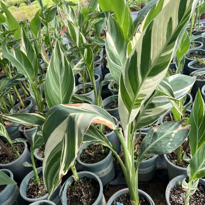 路兮小农民白锦美人蕉