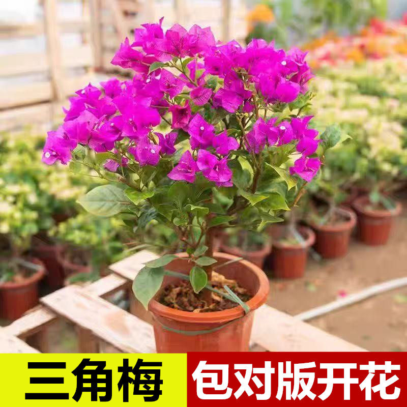 三角梅盆栽带红黄紫花苞多季开花不断花卉室内阳台庭院绿植物好养