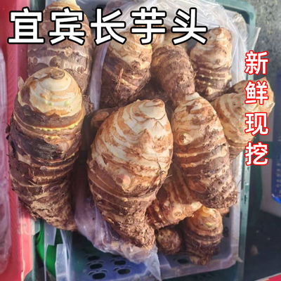 新鲜现挖长芋头大香芋头正宗四川农家自种粉糯香甜毛芋头当季蔬菜