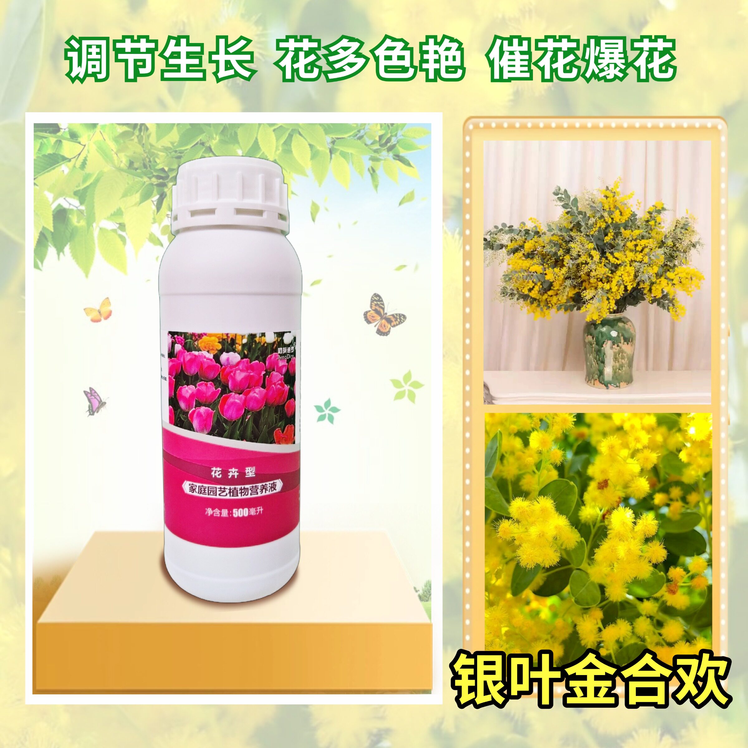 银叶金合欢营养液庭院紫叶密羽珍珠相思树苗盆栽地栽专用花卉肥料