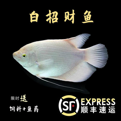 白招财鱼活鱼红眼古代战船鱼正宗招财鱼中大型热带观赏鱼财风水鱼