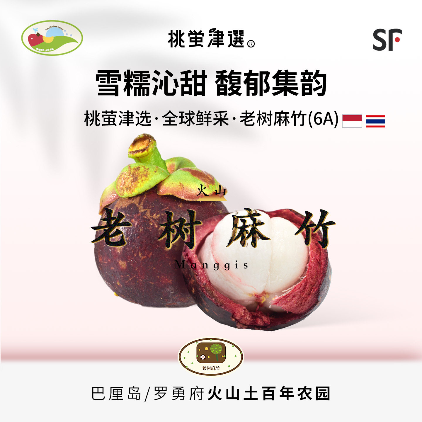桃萤津选 火山老树麻竹 泰国罗勇府山地50年山竹·6A级礼盒SF空运