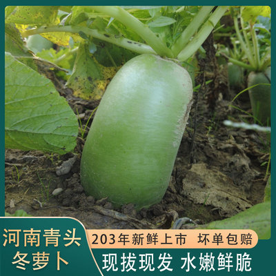 河南信阳青头绿皮萝卜爽脆可口