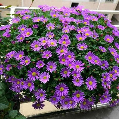 花种子多季开易活姬小菊孑