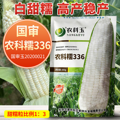 农科糯336玉米种国审十大名牌高产优质矮杆白甜糯玉米种子