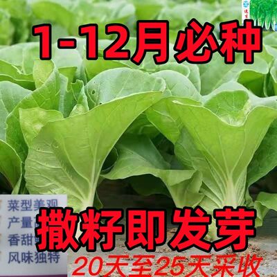 四季奶油快菜种子小白籽