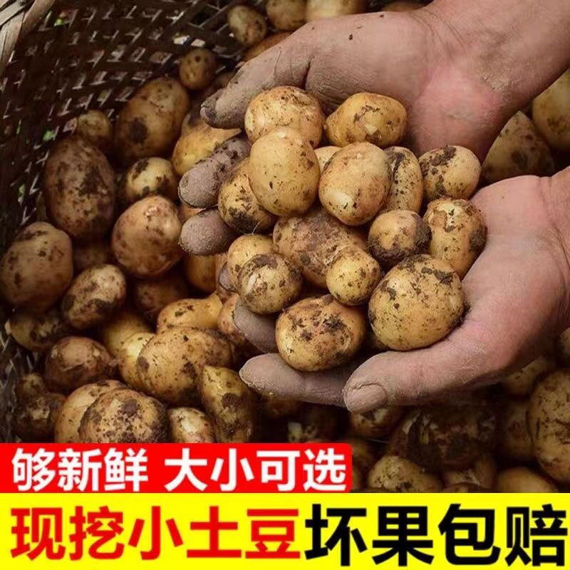 东北小土豆现挖迷你土豆软糯农产品黄心马铃薯蔬菜洋芋香
