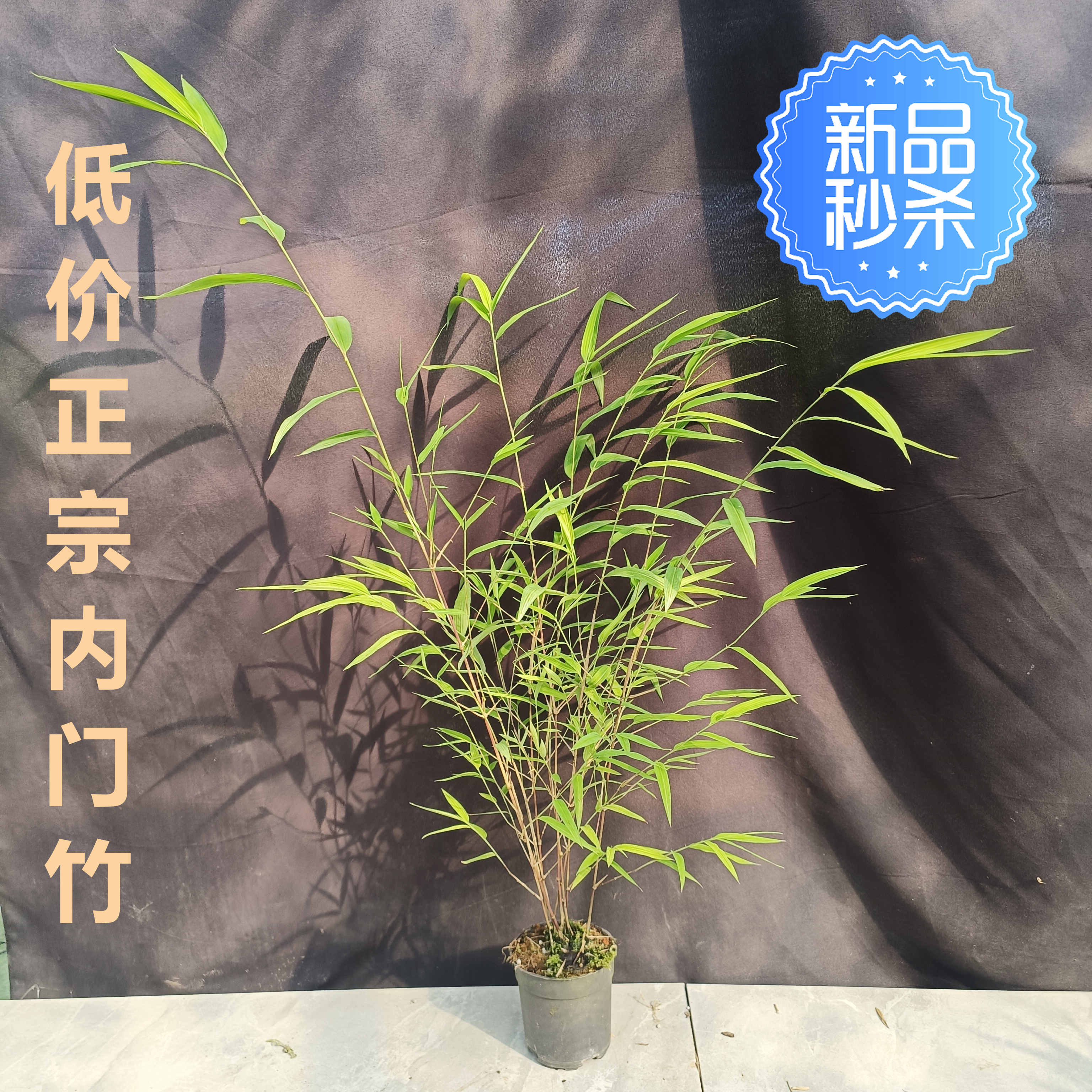 台湾内门竹 盆栽竹子苗 庭院观叶 绿植室内 阳台桌面绿植风水盆景
