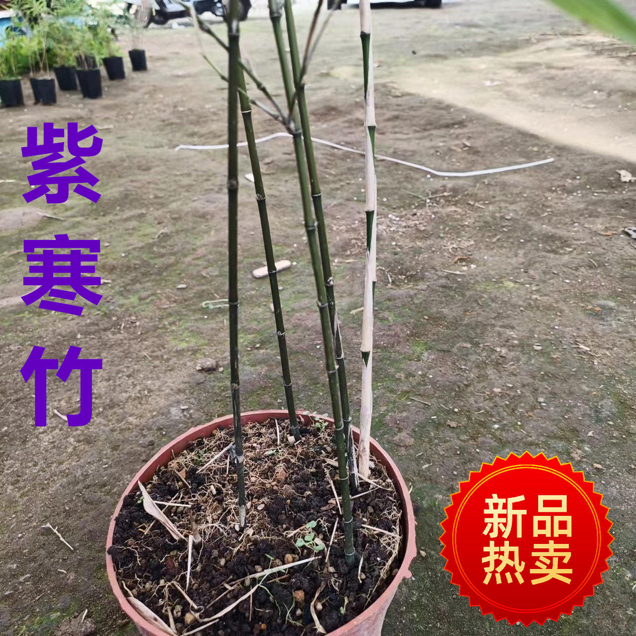 紫寒竹苗 小型风水竹 观赏植物 庭院 阳台小植物 办公室小盆栽