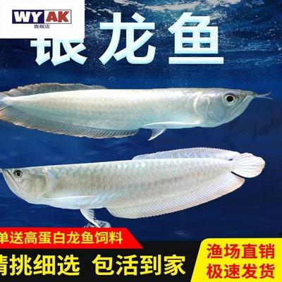 招财猫鱼银龙活苗热带观赏中大型黄化红眼白子银龙七彩银龙练手龙