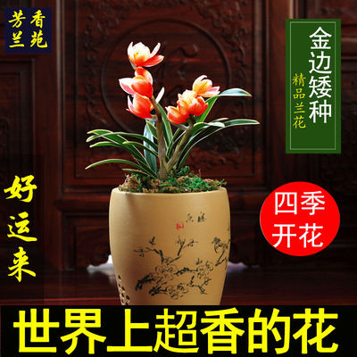 浓香型兰花阳台金边矮种