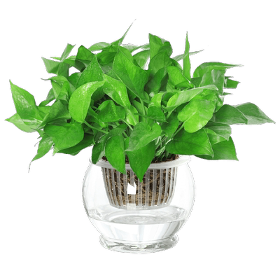 水培植物吸收甲醛绿萝办公室