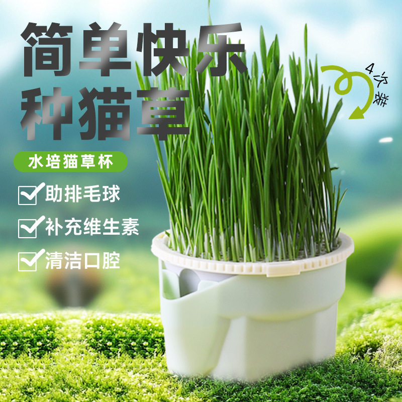 猫草盆栽无土水培化毛懒人自种猫草幼猫猫咪零食用品即食猫草
