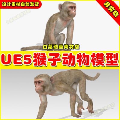 UE5虚幻资源 Macaque 猕猴猴子生物动画模型5.2