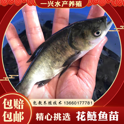 现苗发货 花鲢鱼苗 大头鱼苗 雄鱼苗 鳙鱼苗 胖头鱼苗 活体包邮
