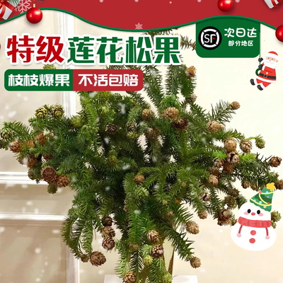 圣诞花束莲花松果鲜切绿植家用插