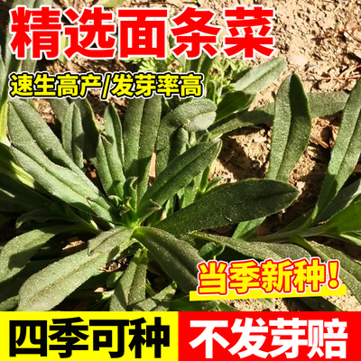 面条菜种子四季播种高产农家新鲜