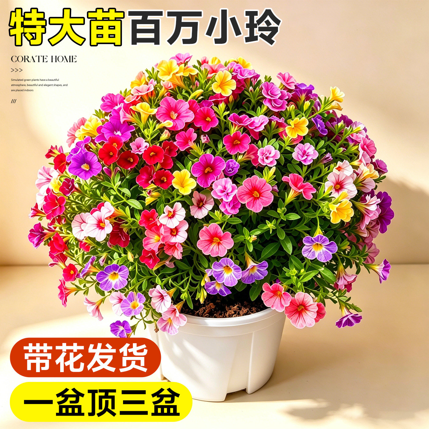 百万小玲舞春花盆栽带花发货阳台垂吊庭院室内重瓣矮牵牛花苗好养