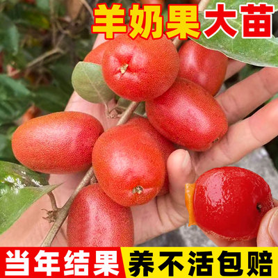 羊奶果苗特大果形德甜二号胡颓子