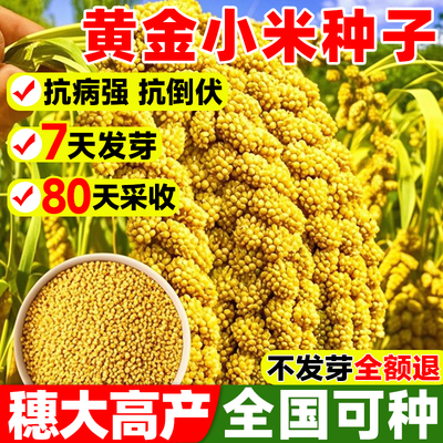 黄金小米种子大志白谷小米种孑