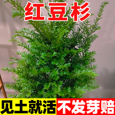 沙藏2年正宗中国红豆杉种