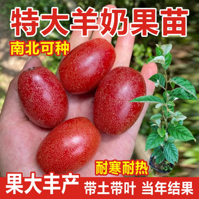 特大羊奶果嫁接苗胡颓子南