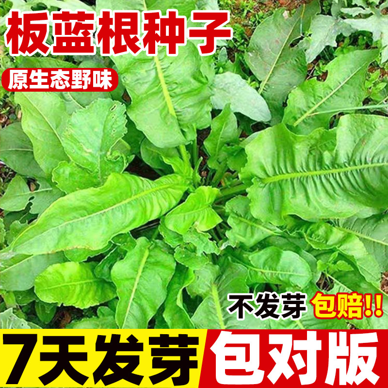 板蓝根种子大青叶种籽菘蓝药食两用中药材四季种植盆栽庭院种苗孑