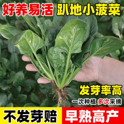 趴地小菠菜种子越冬耐寒庭院