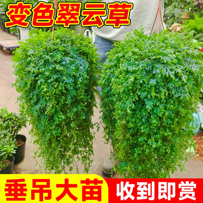 翠云草盆栽变色龙蕨室内外阳台庭