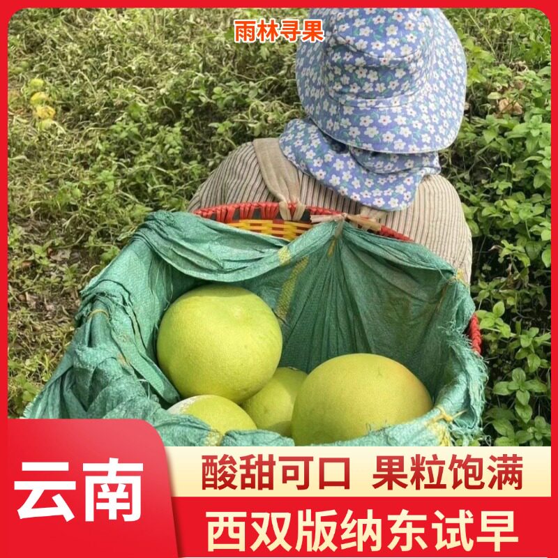 云南西双版纳纳东试早柚子新鲜水果酸甜可口果粒饱满