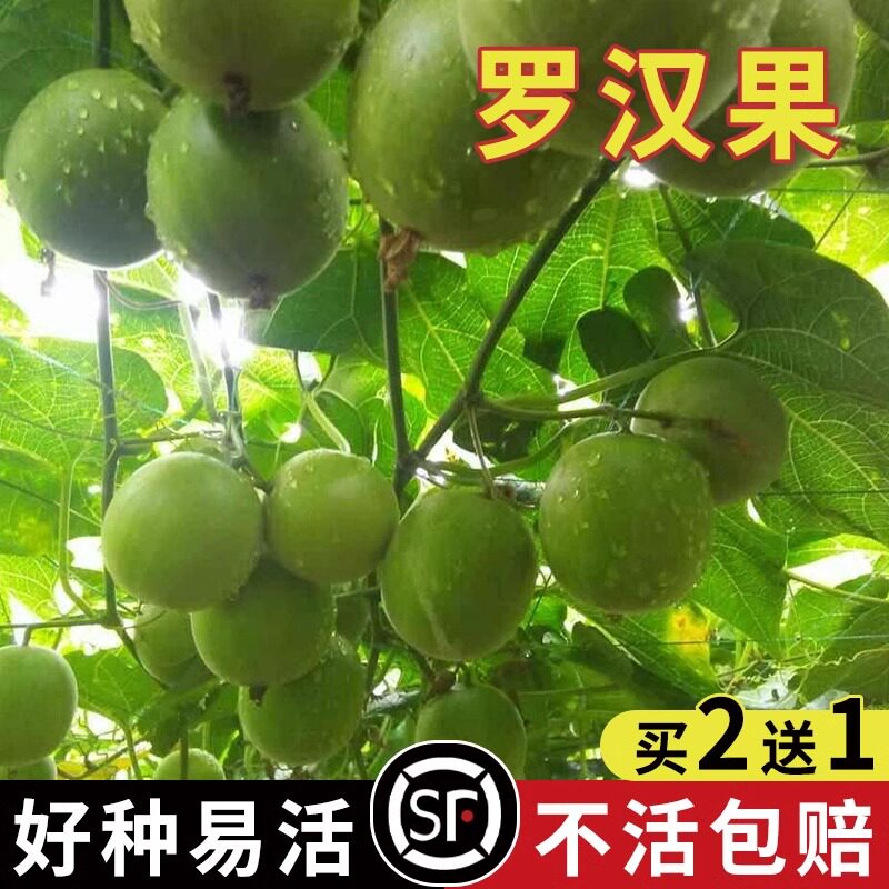 罗汉果种子罗汉果树苗庭院阳台种苗盆栽罗汉果苗当年挂果大田种植