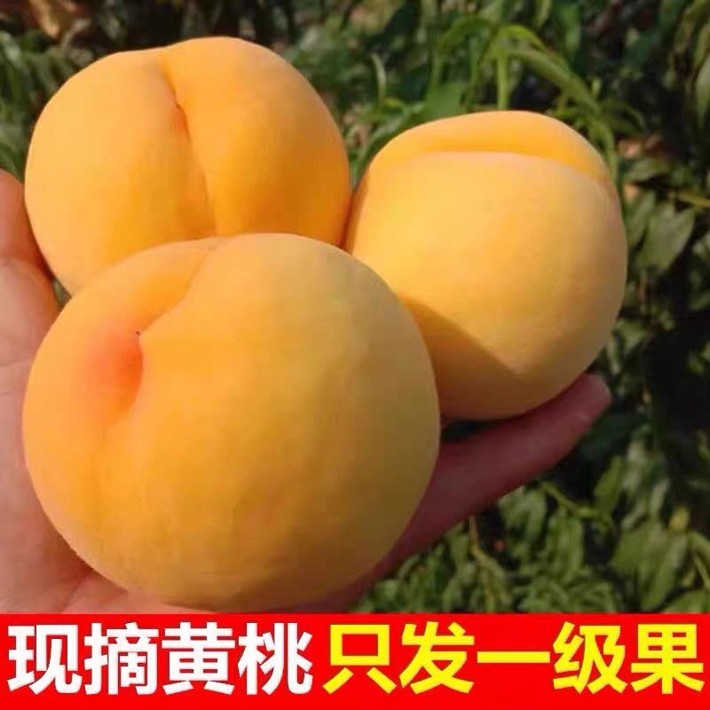 正宗山东蒙阴黄桃新鲜水果现摘现发蒙阴桃子