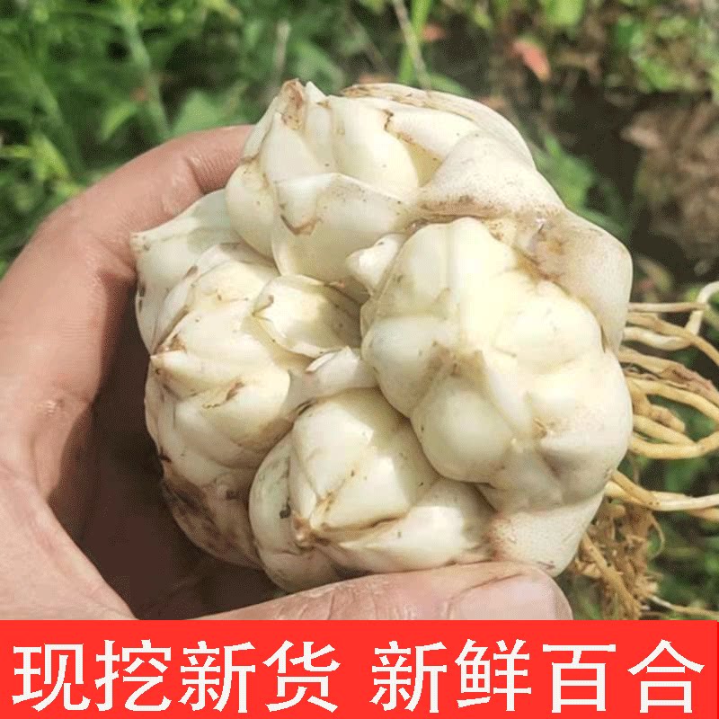 云南百合新鲜食用特级农家自种当季现挖食用新鲜百合整箱5斤包邮