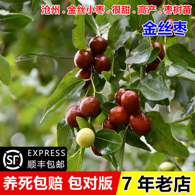 河北沧州金丝小枣树苗嫁接金丝小枣苗蜜枣树盆栽地栽南方北方种植