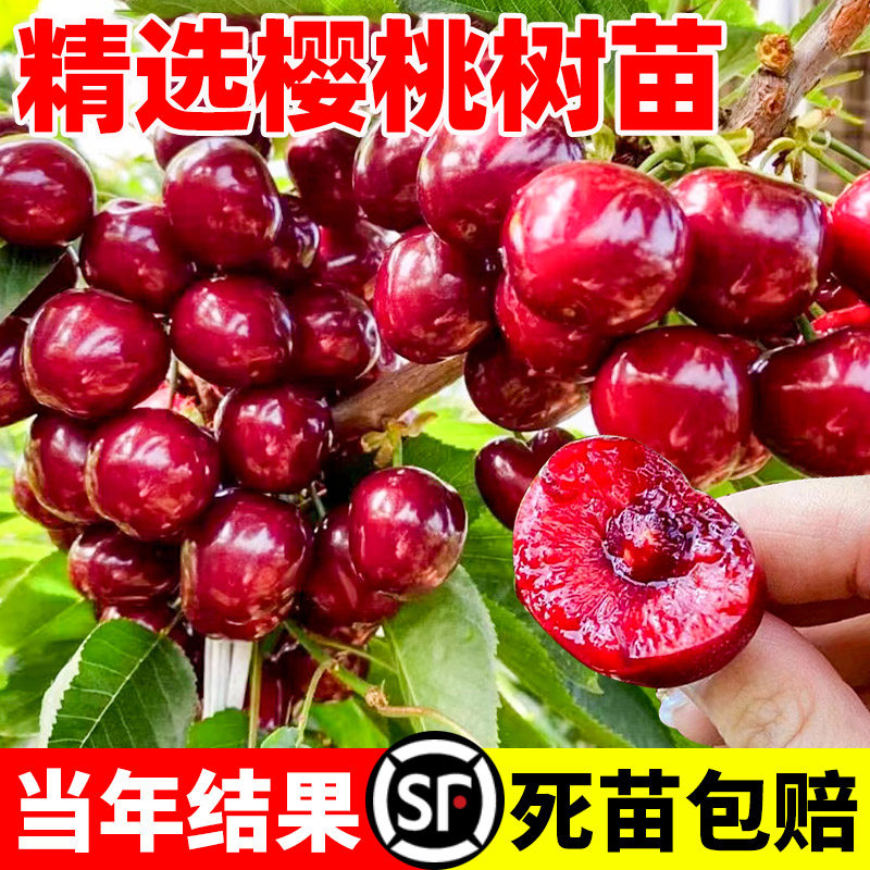 正宗樱桃树果苗车厘子盆栽庭院当年结果南北方种植矮化大果树果苗