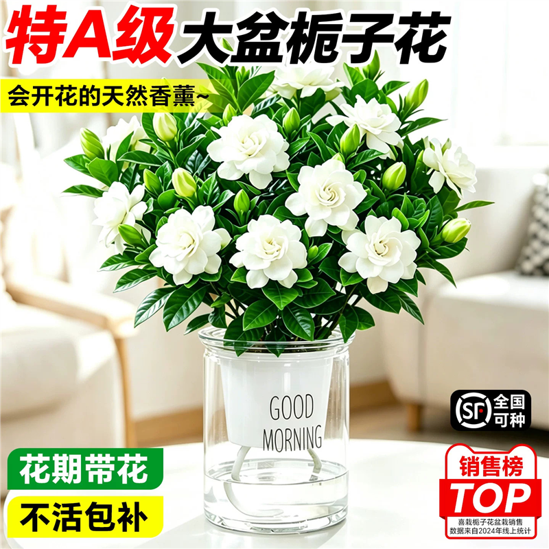 栀子花盆栽四季开花卉大全树苗室内绿植好养易活适合的懒人茉莉花