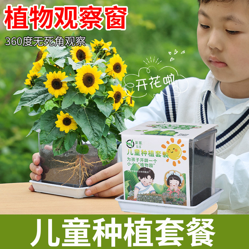 儿童种植小盆栽向日葵种孑草莓凤仙花种籽实验植物种子太阳花套装