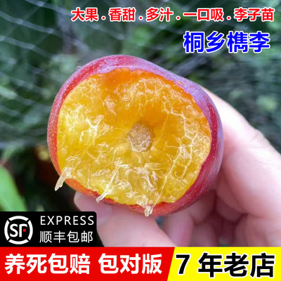 嫁接浙江桐乡檇李树苗软糯多汁李子苗一口吸脱皮醉李树苖槜李果苗