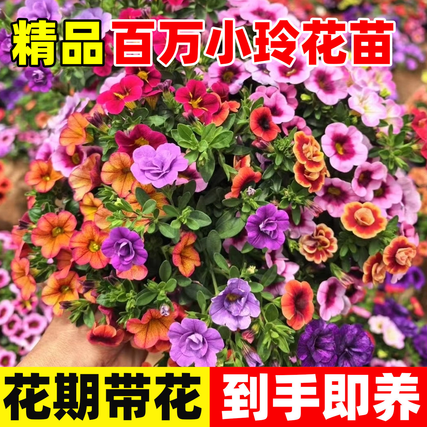 舞春花百万小玲五星花花苗盆栽花卉矮牵牛阳台庭院四季带花植物苗