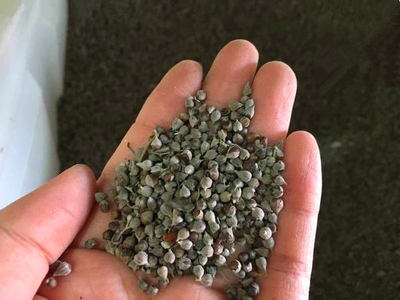 种子灌木 鲜花灌木 二色胡枝子 牡荆 荆条 楚子 胡枝花 夜合草籽