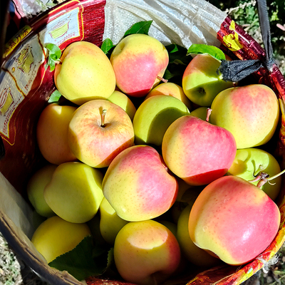 小金苹果精选彩果12枚装脆甜新鲜