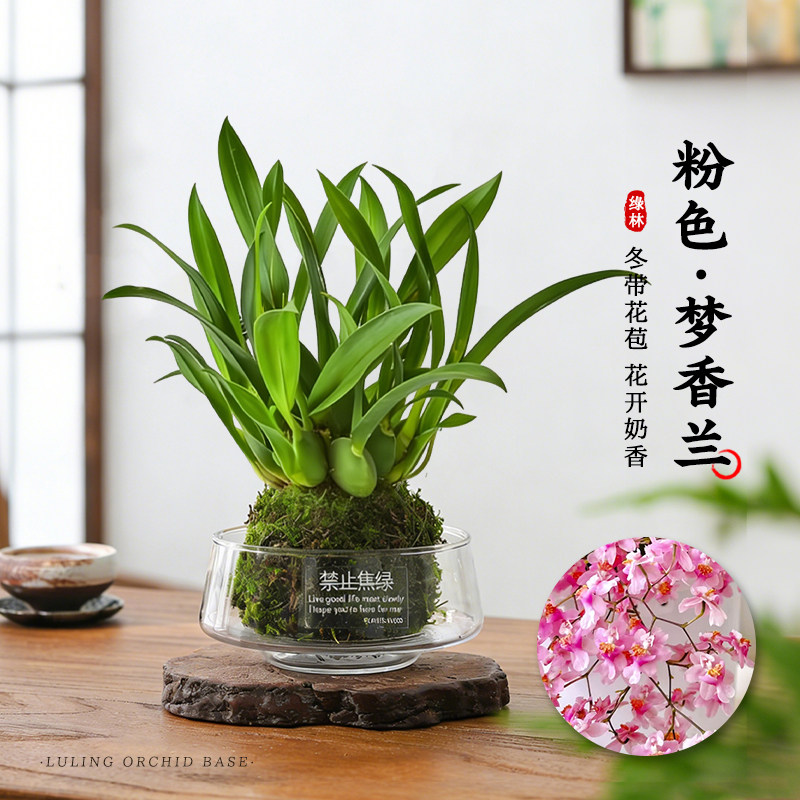 水培香水粉色梦香文心兰盆栽冬带花苞浓香型四季名贵室内花卉绿植
